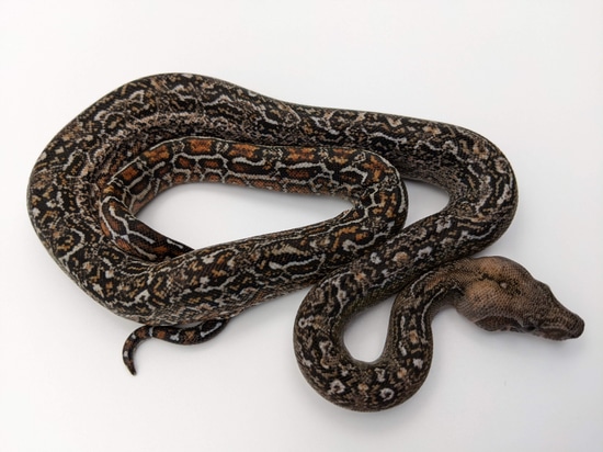 Pure Sonoran Hypo Leopard Boa Constrictor by Justin Messick