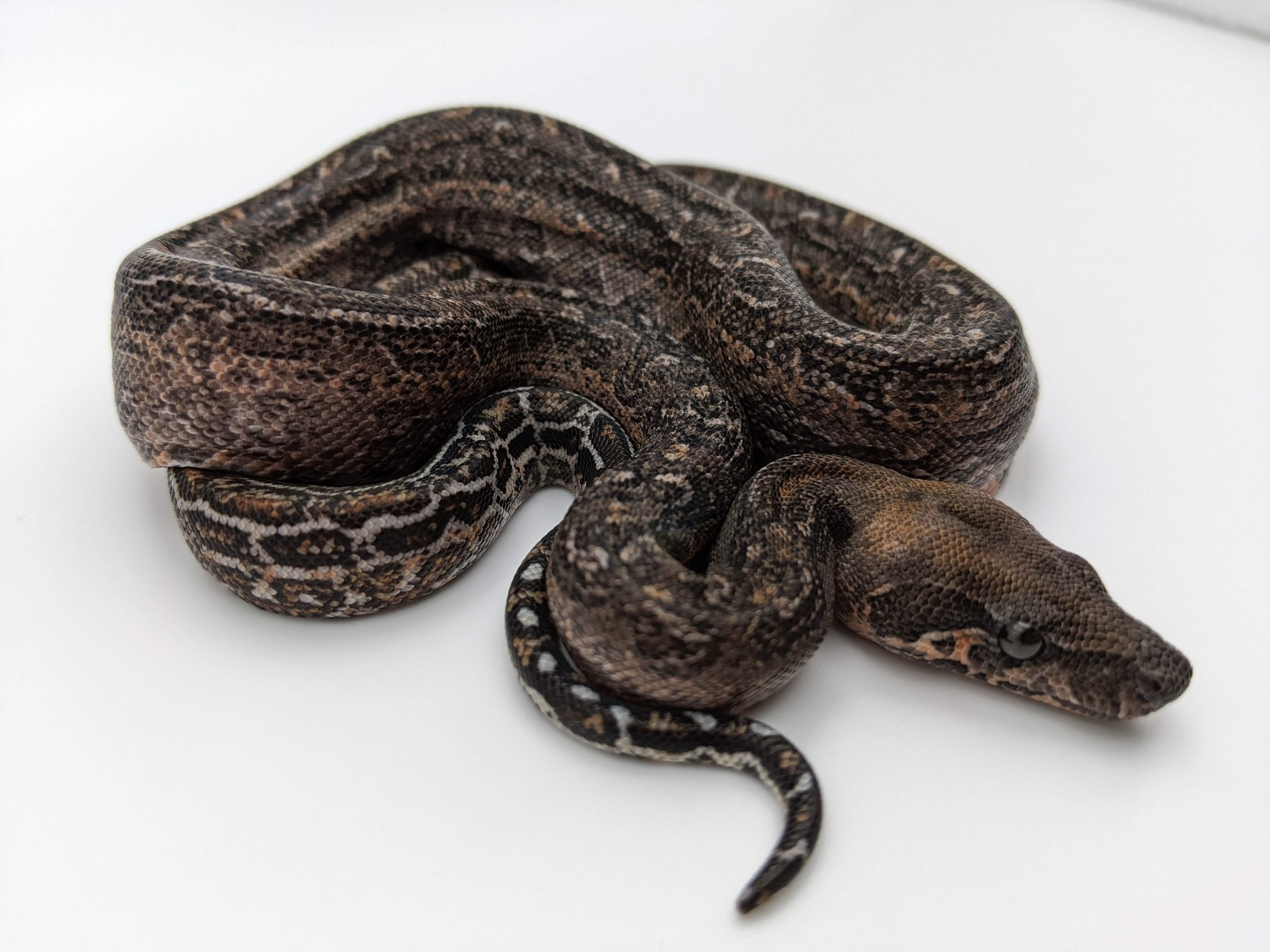 Pure Sonoran Hypo Leopard Boa Constrictor by Justin Messick - MorphMarket