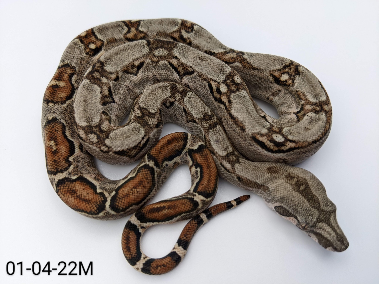 Pure Sonoran Hypo 66% Het Leopard Boa Constrictor by Justin Messick ...