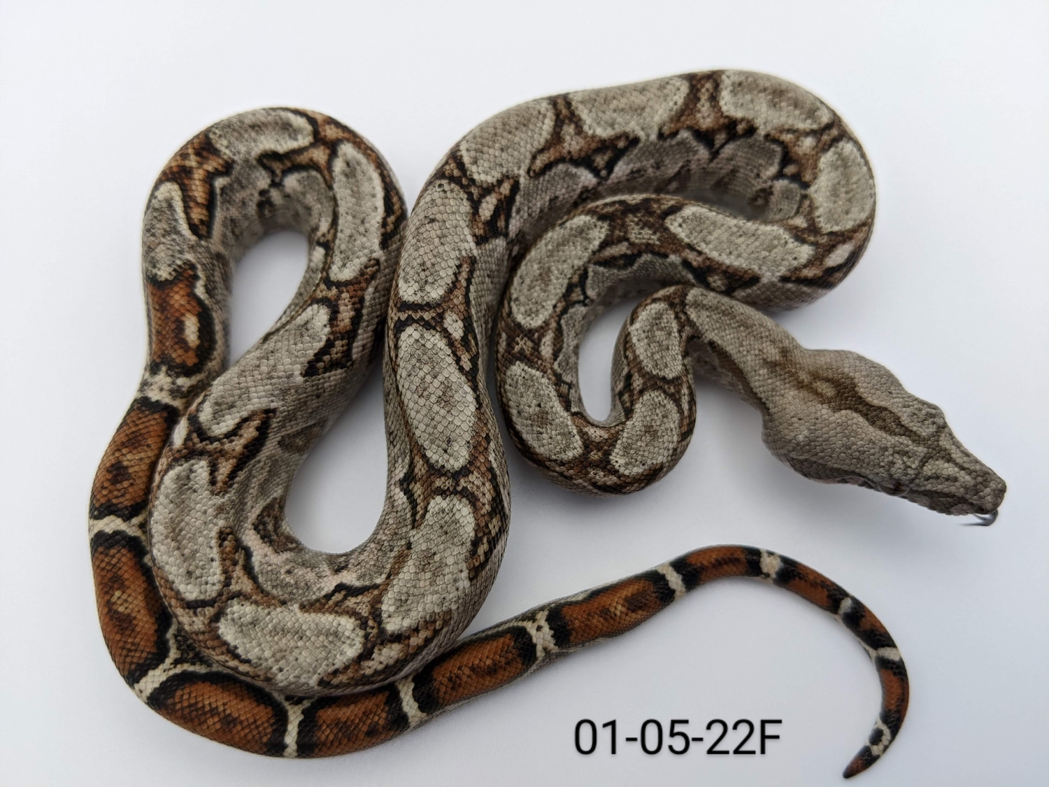 Pure Sonoran Hypo 66% Het Leopard Boa Constrictor by Justin Messick ...
