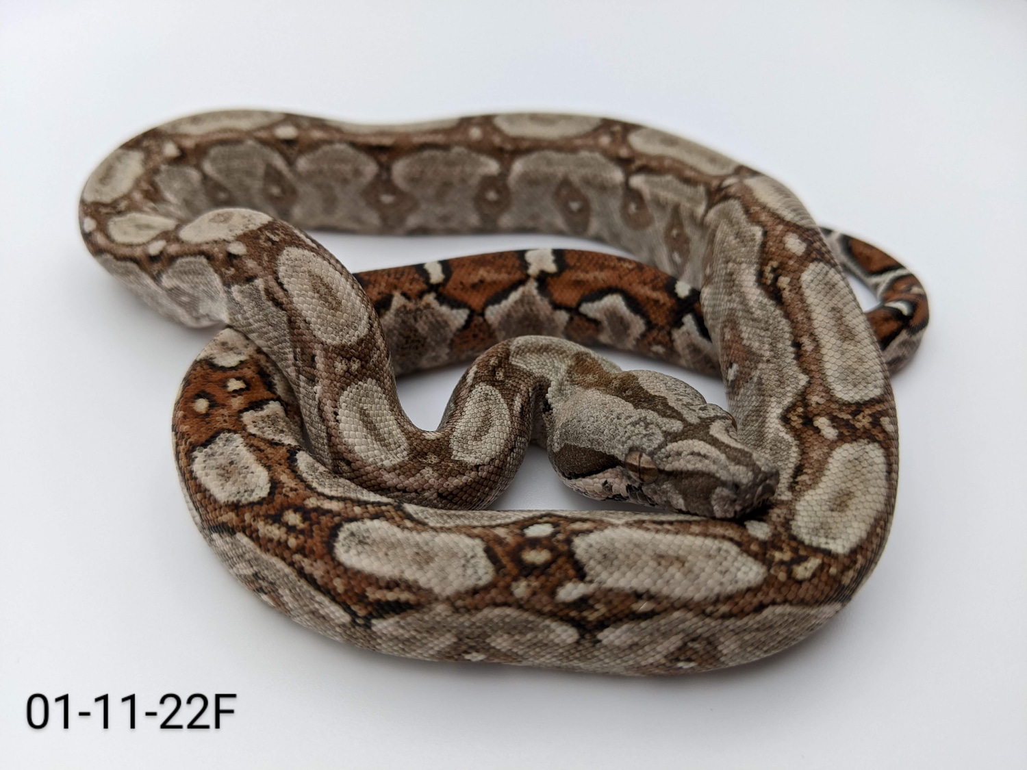 Pure Sonoran Hypo 66% Het Leopard Boa Constrictor by Justin Messick ...