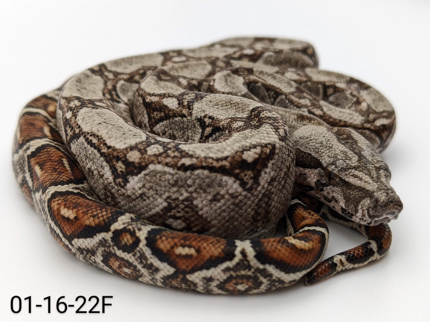 Pure Sonoran Hypo 66% Het Leopard Boa Constrictor by Justin Messick ...