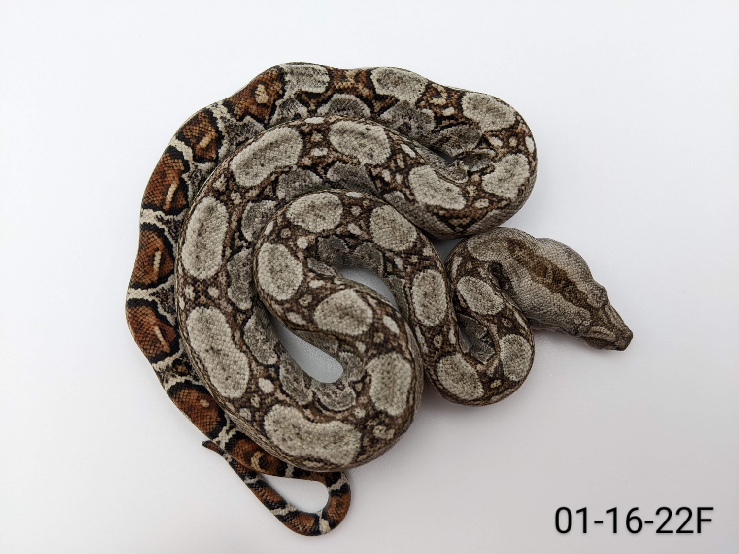 Pure Sonoran Hypo 66% Het Leopard Boa Constrictor by Justin Messick ...