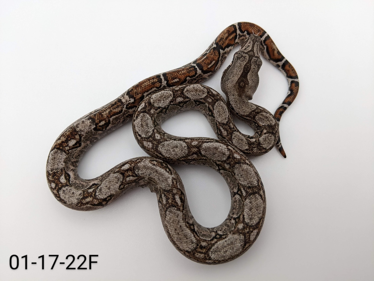 Pure Sonoran Hypo 66% Het Leopard Boa Constrictor by Justin Messick ...