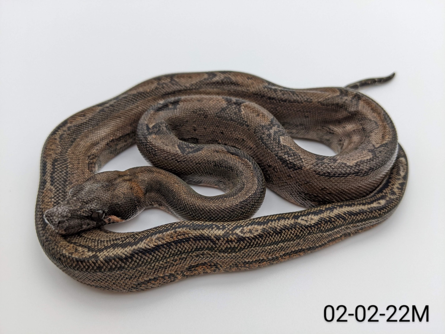Pure Sonoran Leopard Boa Constrictor by Justin Messick - MorphMarket