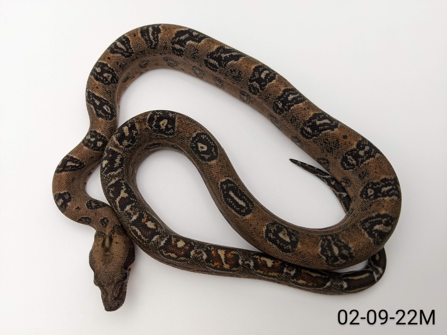 Pure Sonoran Leopard (Boa Sigma) Boa Constrictor by Justin Messick ...