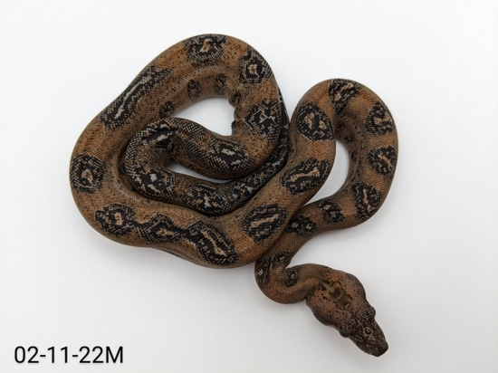Pure Sonoran Leopard (Boa Sigma) Boa Constrictor by Justin Messick