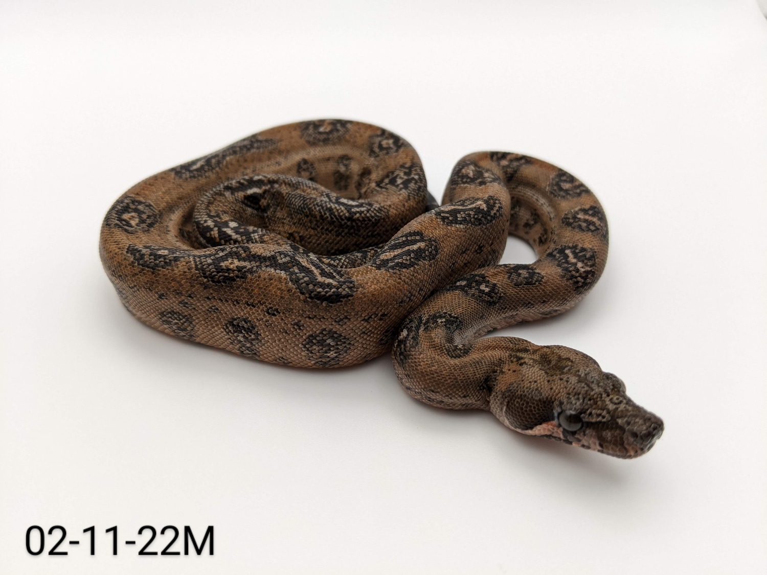Pure Sonoran Leopard (Boa Sigma) Boa Constrictor by Justin Messick ...