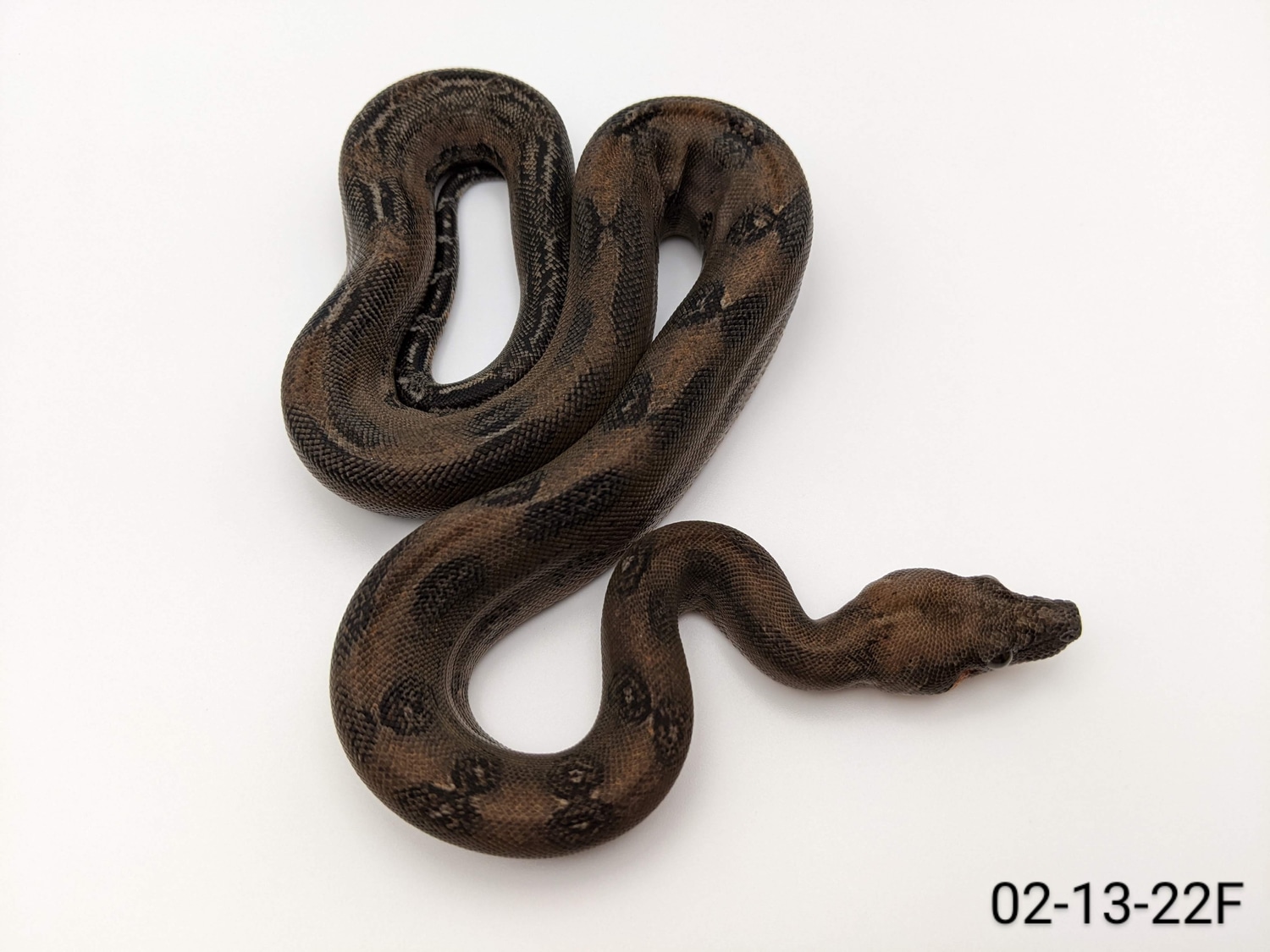 Pure Sonoran Leopard (Boa Sigma) Boa Constrictor by Justin Messick ...