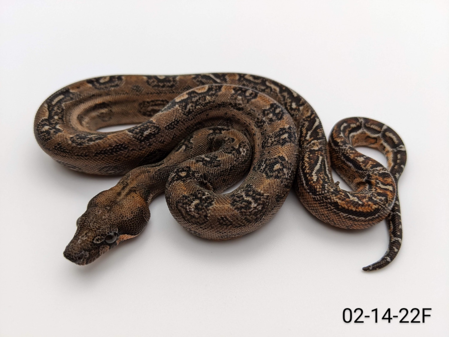 Pure Sonoran Leopard (Boa Sigma) Boa Constrictor by Justin Messick ...