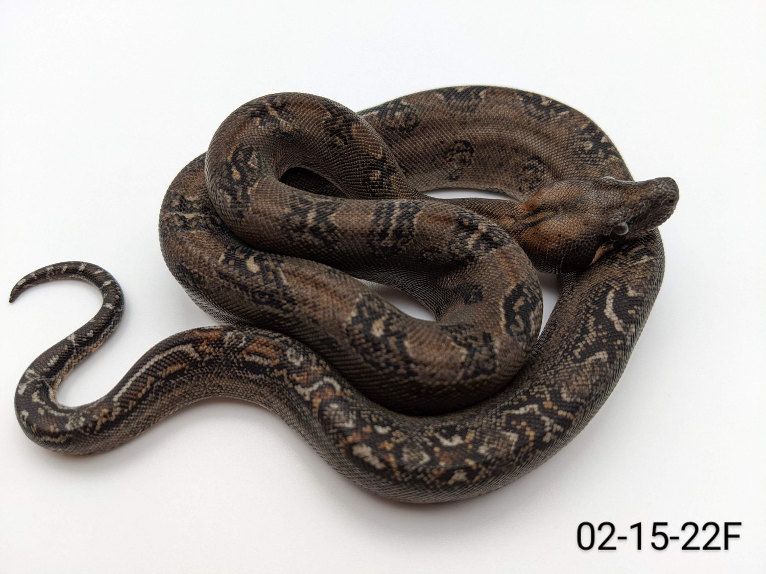 Pure Sonoran Leopard (Boa Sigma) Boa Constrictor by Justin Messick ...