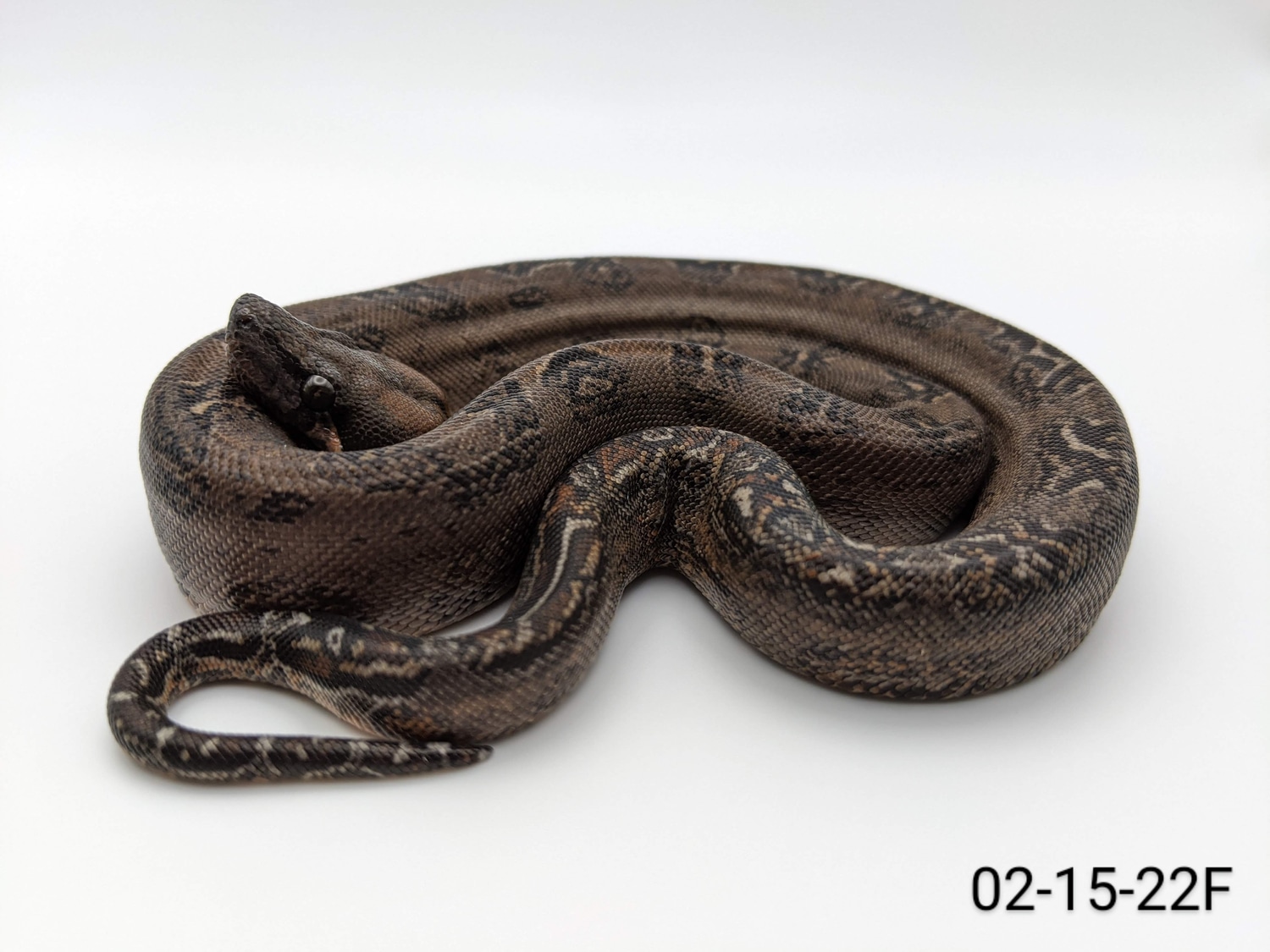Pure Sonoran Leopard (Boa Sigma) Boa Constrictor by Justin Messick ...
