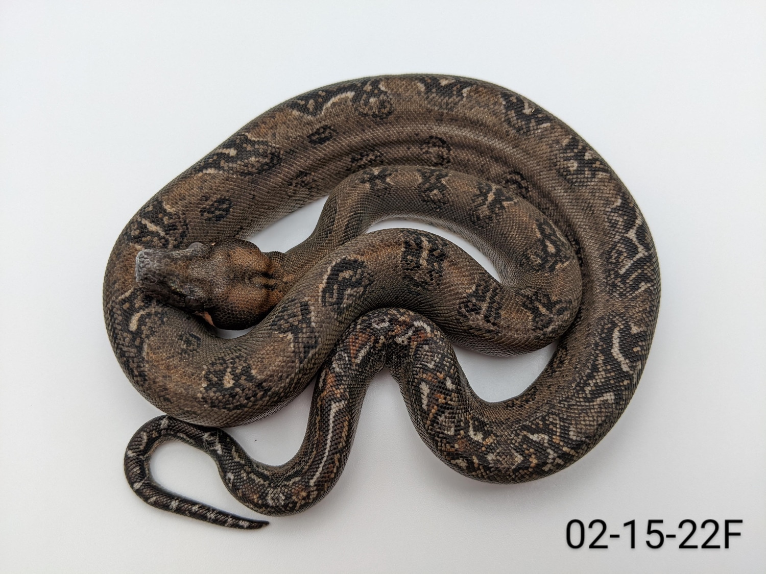 Pure Sonoran Leopard (Boa Sigma) Boa Constrictor by Justin Messick ...