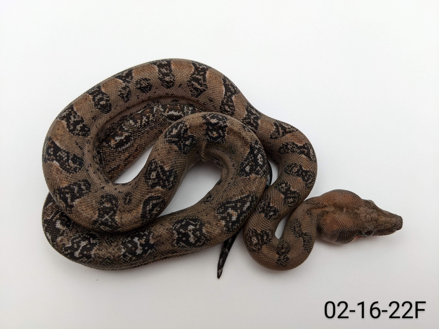 Pure Sonoran Leopard (Boa Sigma) Boa Constrictor by Justin Messick ...