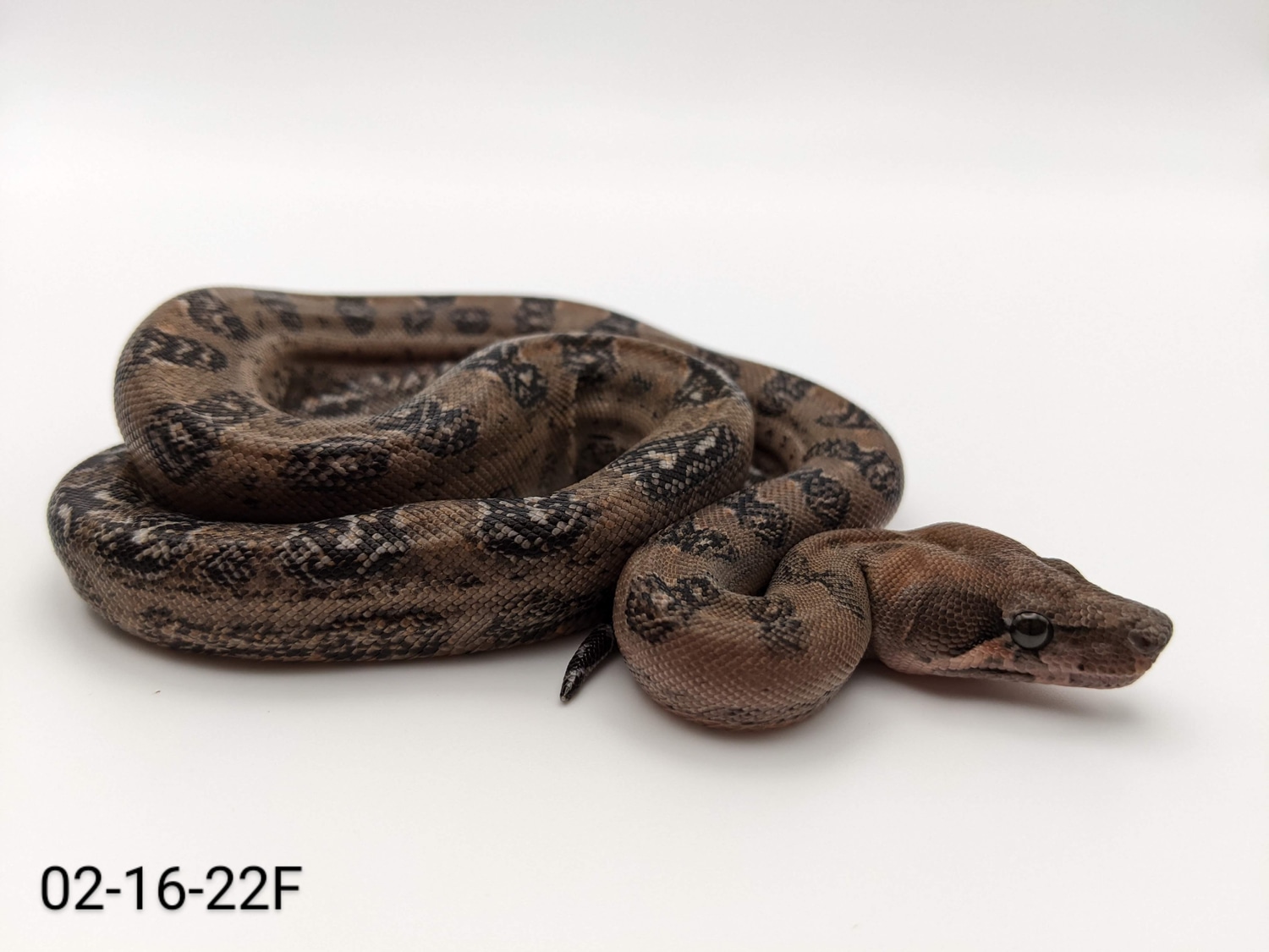 Pure Sonoran Leopard (Boa Sigma) Boa Constrictor by Justin Messick ...