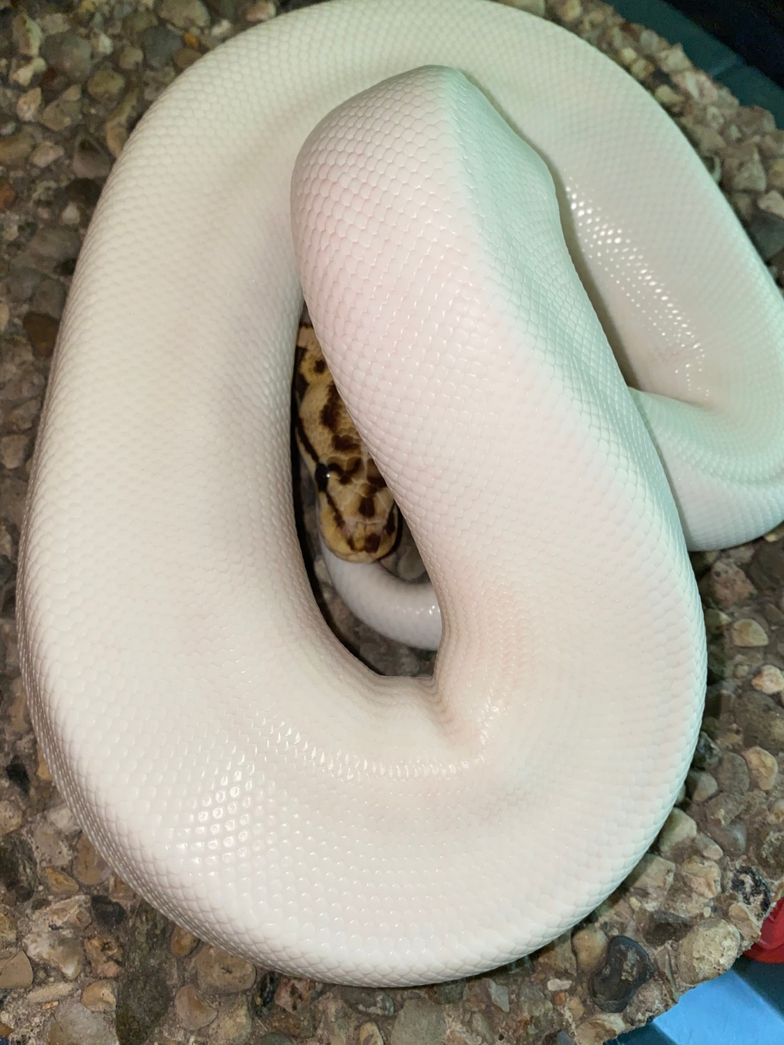 Spider Pied Ball Python by LincolnLand Exotics - MorphMarket