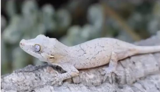 Reticulated 1.0 Phantom Eye Gargoyle Gecko by Vividly Exotic Geckos