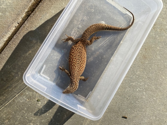 Red Ackie Monitor by Vividly Exotic Geckos