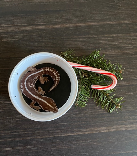 Striped Zero Oreo Het Ghost African Fat-Tailed Gecko by Vividly Exotic ...