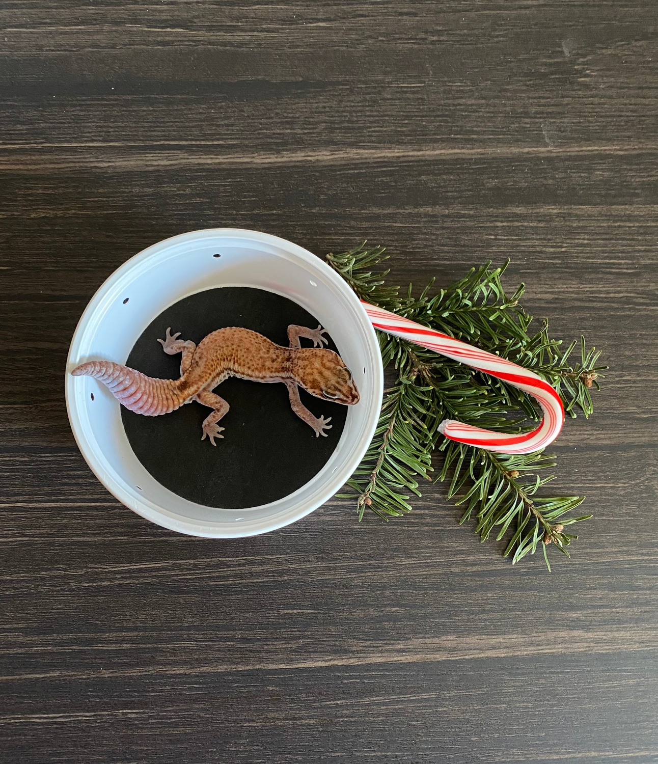 Patternless Het Ghost Oreo African Fat-Tailed Gecko by Vividly Exotic ...