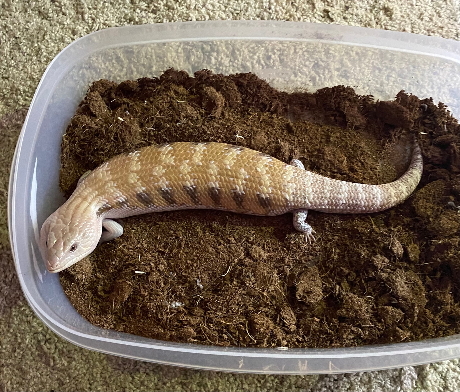 100% Het Ivory Northern Blue-Tongued Skink by Vividly Exotic Geckos ...