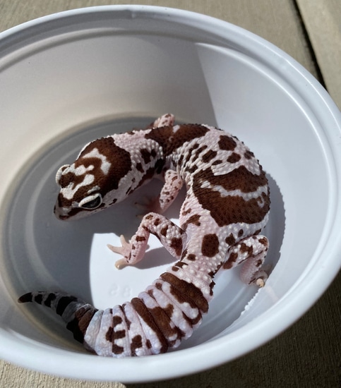 Aberrant Whiteout Oreo African Fat-Tailed Gecko by Vividly Exotic Geckos