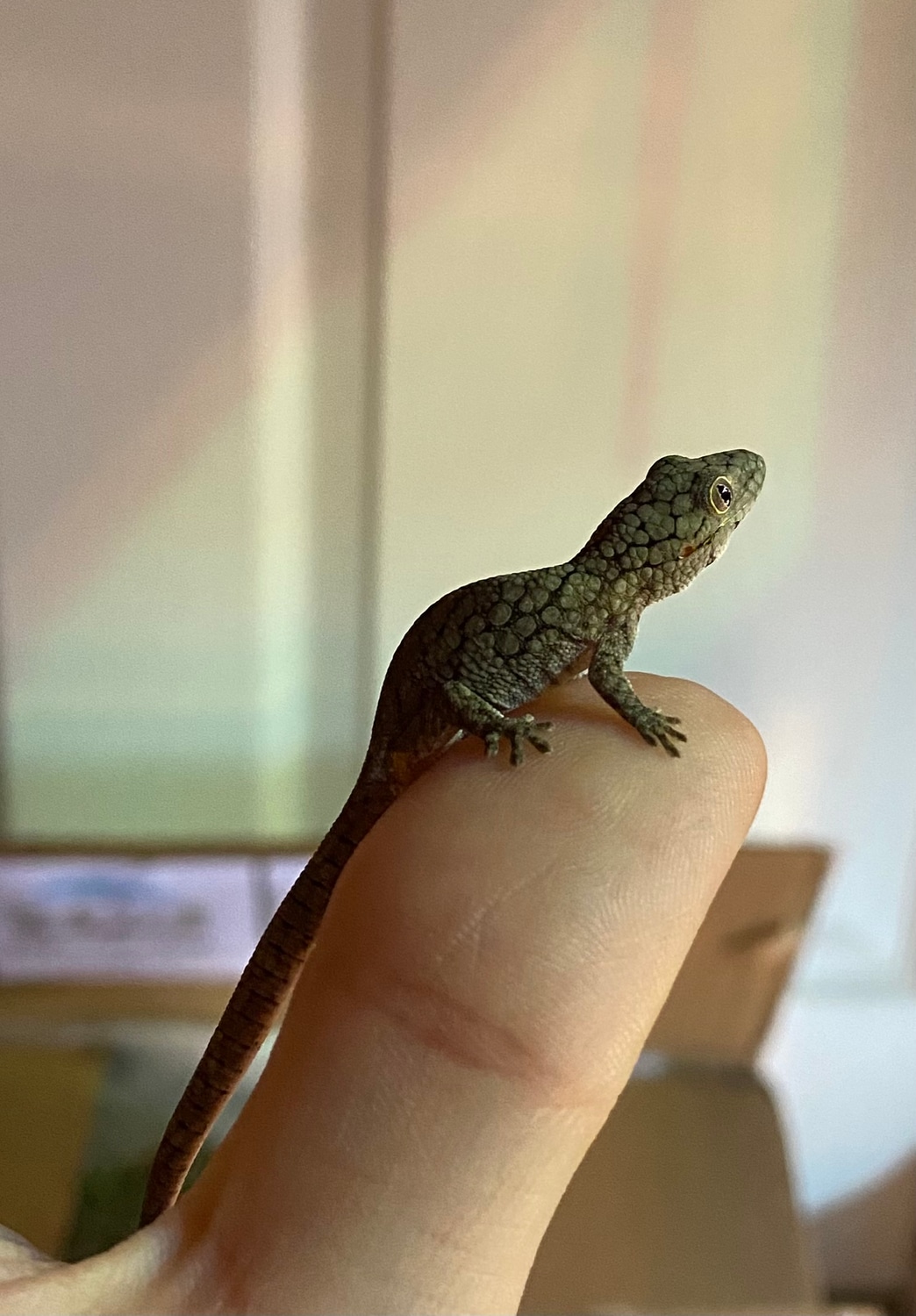 Vieillardi Eurydactylodes Gecko More Gecko by Vividly Exotic Geckos ...