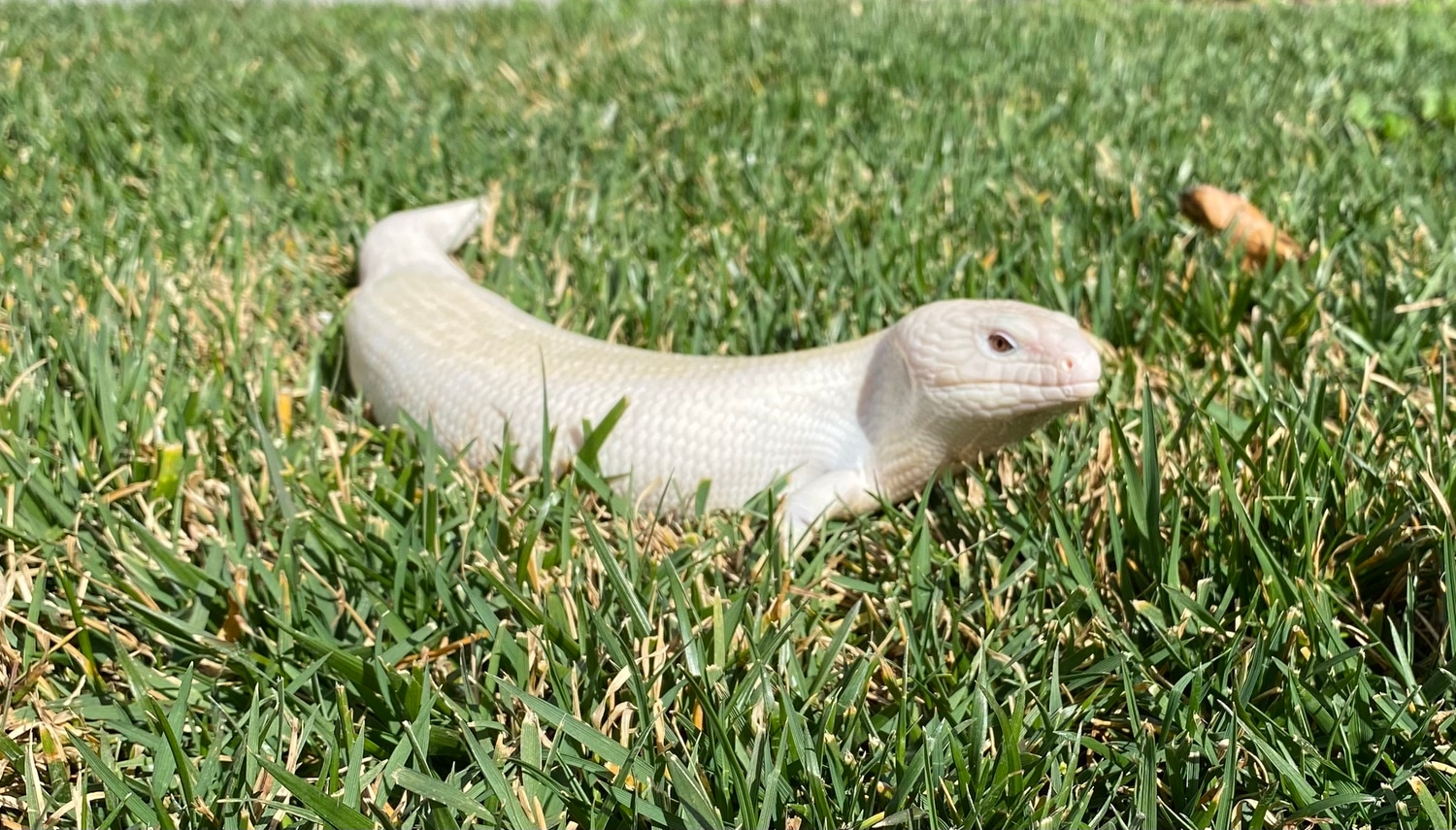 Ivory Northern Blue-Tongued Skink by Vividly Exotic Geckos - MorphMarket