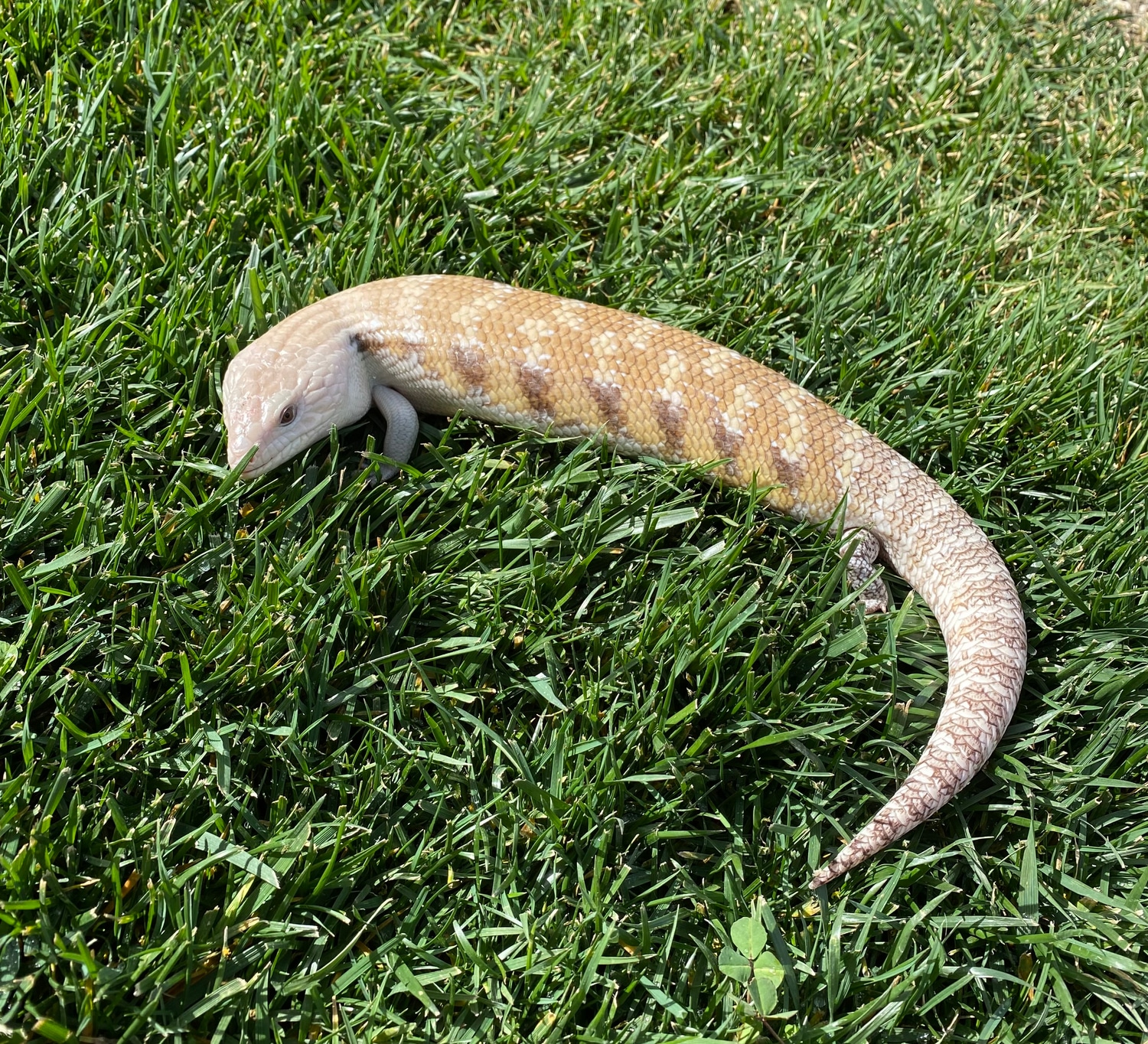 100% Het Ivory Northern Blue-Tongued Skink by Vividly Exotic Geckos ...