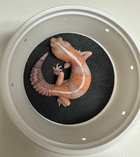 Striped Tangerine Amel African Fat-Tailed Gecko by Vividly Exotic Geckos