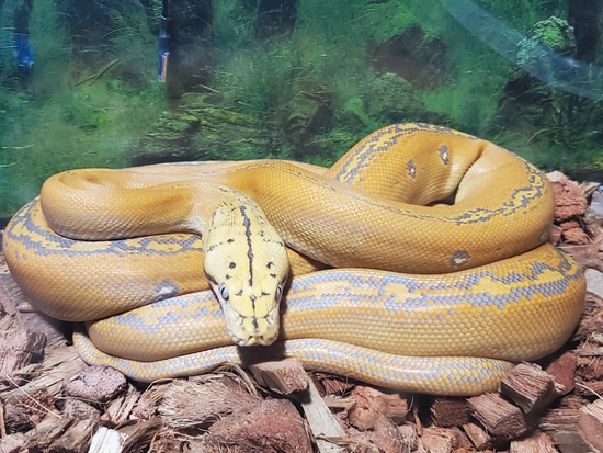 Orangeglow Goldenchild Reticulated Python by Jmf Reptiles