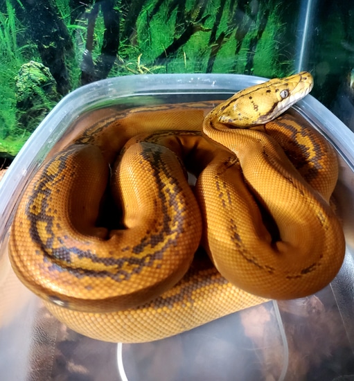 Orangeglow Goldenchild Reticulated Python by Jmf Reptiles