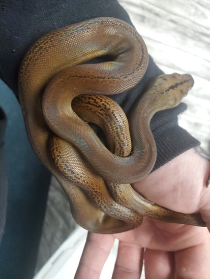 Goldenchild Super Dwarf HOGS Reticulated Python by Jmf Reptiles