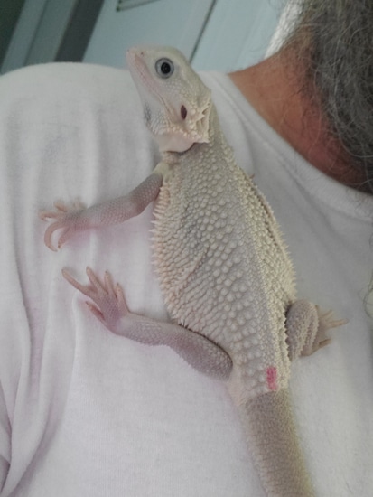 Hypo Translucent Zero Central Bearded Dragon by Jmf Reptiles