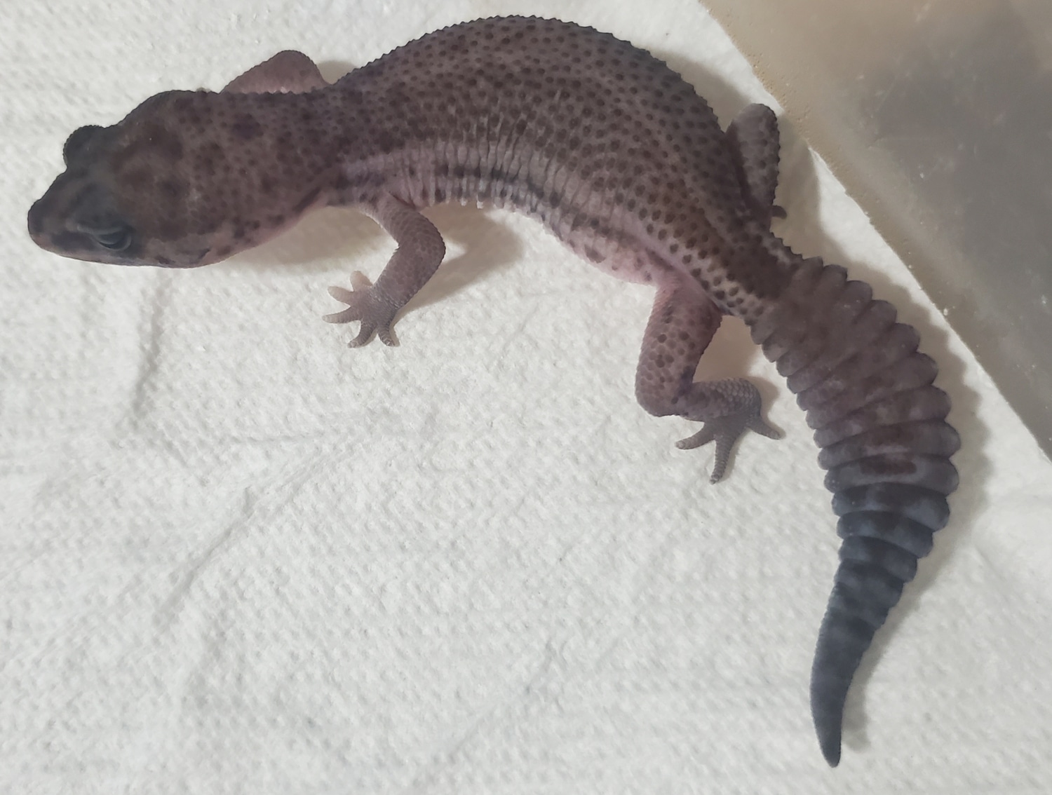 Oreo Patternless African Fat-Tailed Gecko by Jmf Reptiles - MorphMarket