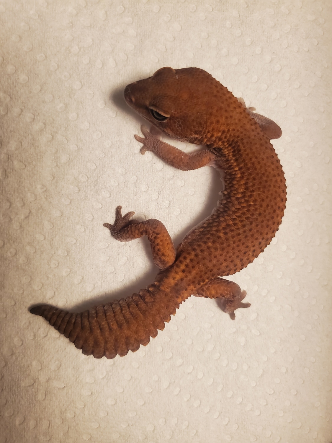 Patternless Het Ghost & Oreo African Fat-Tailed Gecko by Jmf Reptiles ...