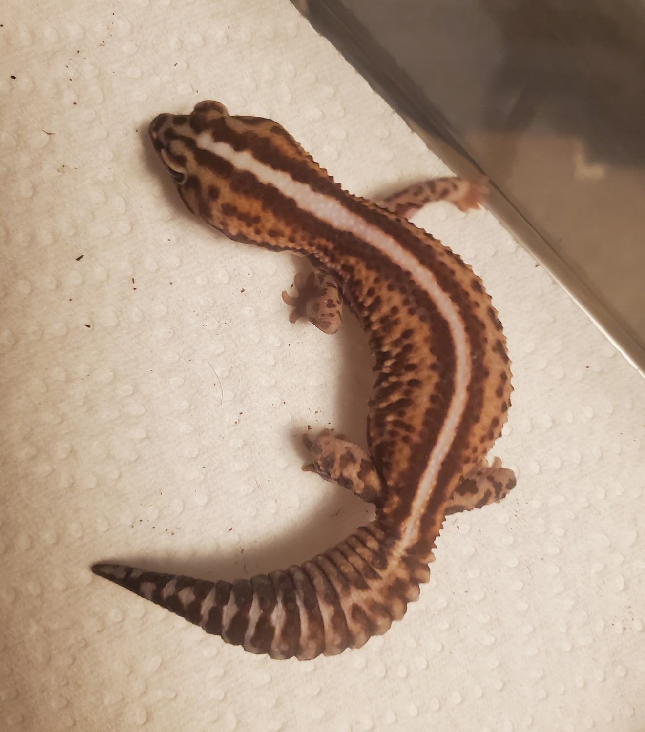 White Out Patternless Het Oreo African Fat-Tailed Gecko by Jmf Reptiles ...