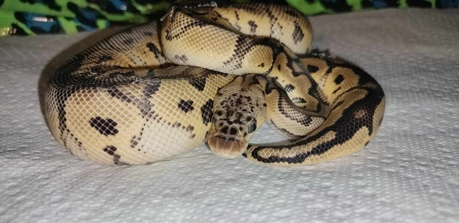 Killer Clown Ball Python by Jmf Reptiles - MorphMarket
