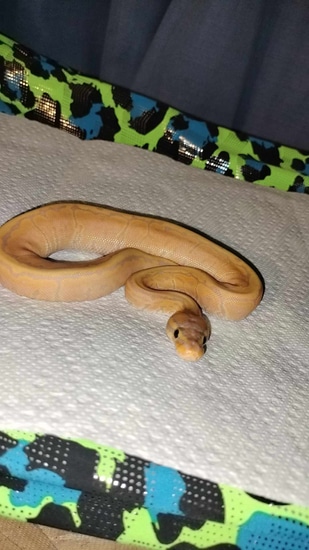 Banana Lemon Blast Ball Python by Jmf Reptiles
