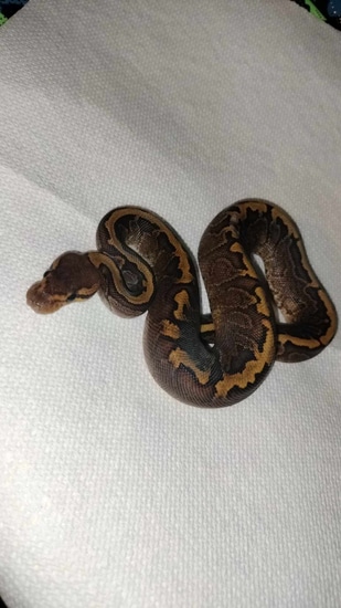 GHI Pinstripe Chocolate Ball Python by Jmf Reptiles