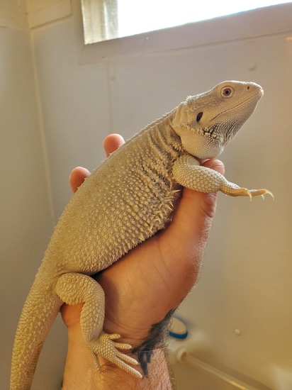 Hypo Zero Het Translucent Central Bearded Dragon by Jmf Reptiles