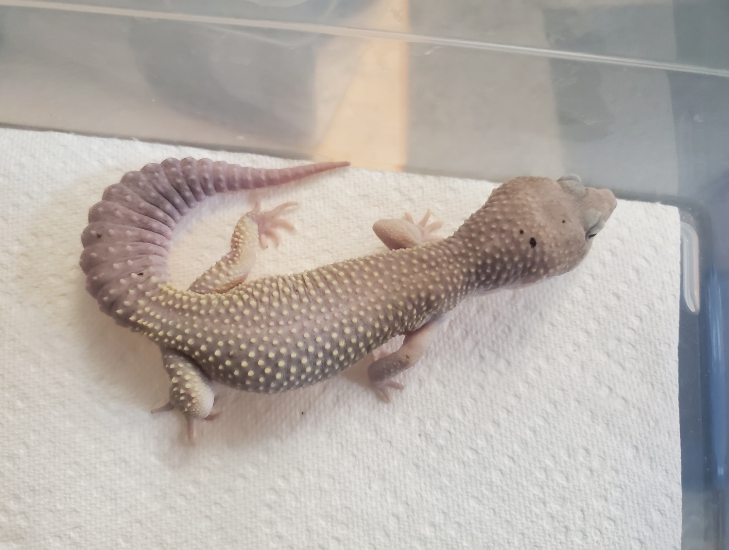 Blizzard Giant Leopard Gecko by Jmf Reptiles - MorphMarket