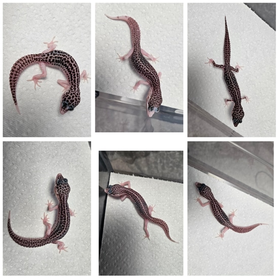(6) Super Snow Pied (Galaxy) Leopard Gecko by Jmf Reptiles