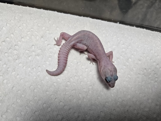 Ghost Patternless Oreo African Fat-Tailed Gecko by Jmf Reptiles