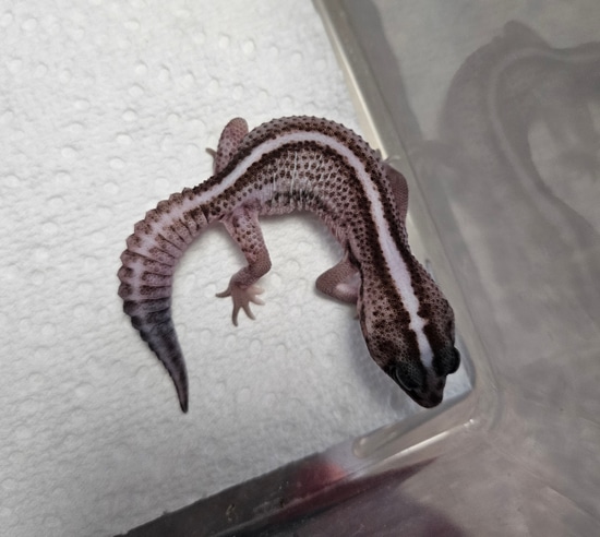 Stripe Oreo Patternless African Fat-Tailed Gecko by Jmf Reptiles