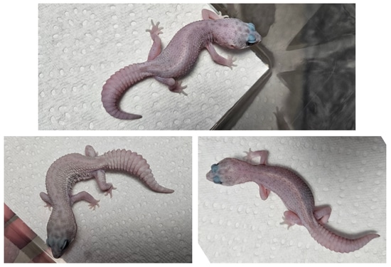 Ghost Oreo Patternless African Fat-Tailed Gecko by Jmf Reptiles