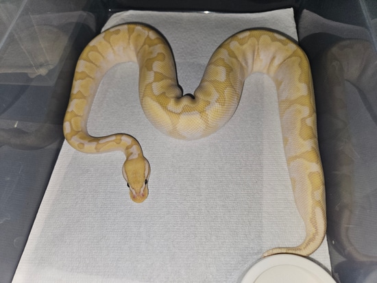 Banana Bamboo Enchi Ball Python by Jmf Reptiles