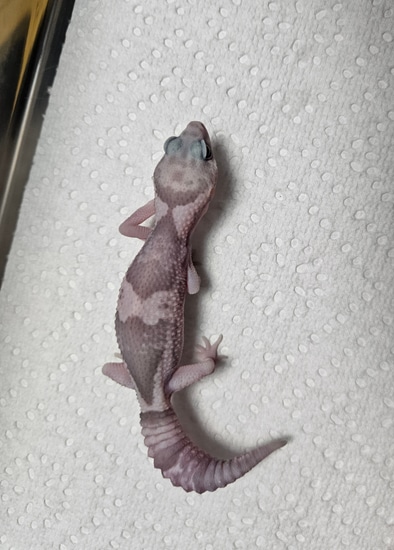 Whiteout Ghost Oreo Zulu African Fat-Tailed Gecko by Jmf Reptiles