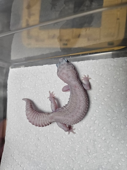 Whiteout Ghost Patternless African Fat-Tailed Gecko by Jmf Reptiles