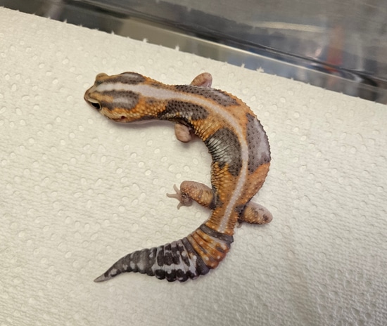 Striped Ghost Whiteout African Fat-Tailed Gecko by Jmf Reptiles